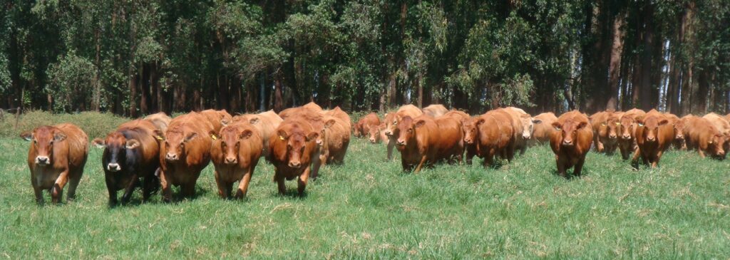 No Brasil - Associação Brasileira de Limousin