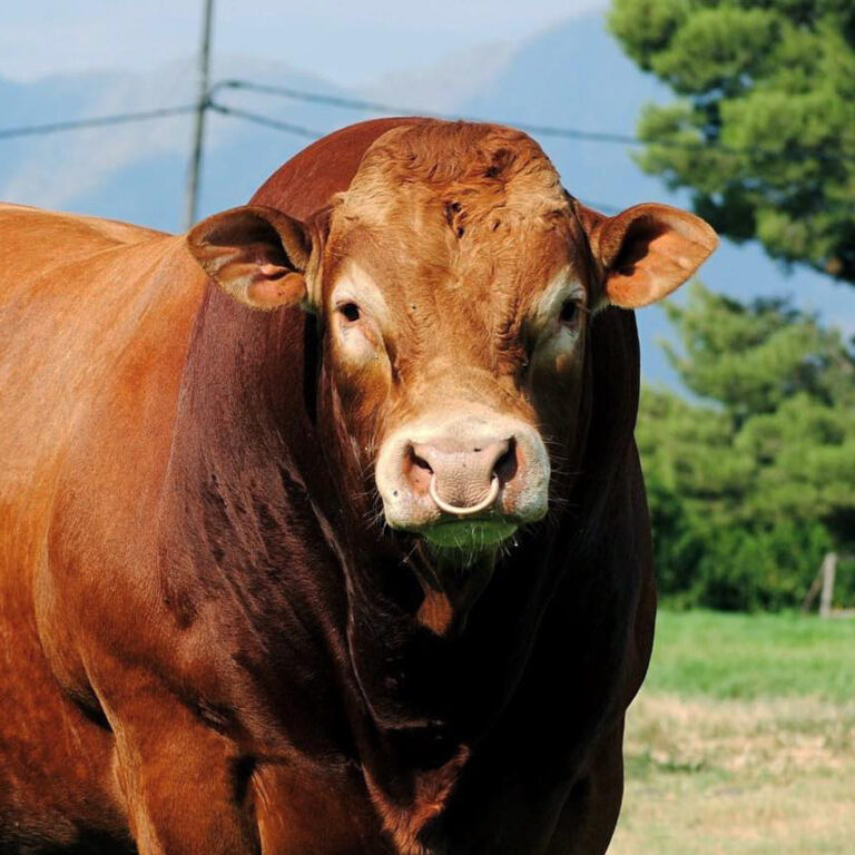 Site Oficial - Associação Brasileira de Limousin